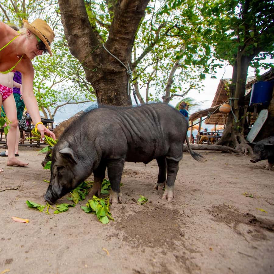 Koh Samui: Pink Dolphin Spotting & Pig Island Speedboat Tour | GetYourGuide