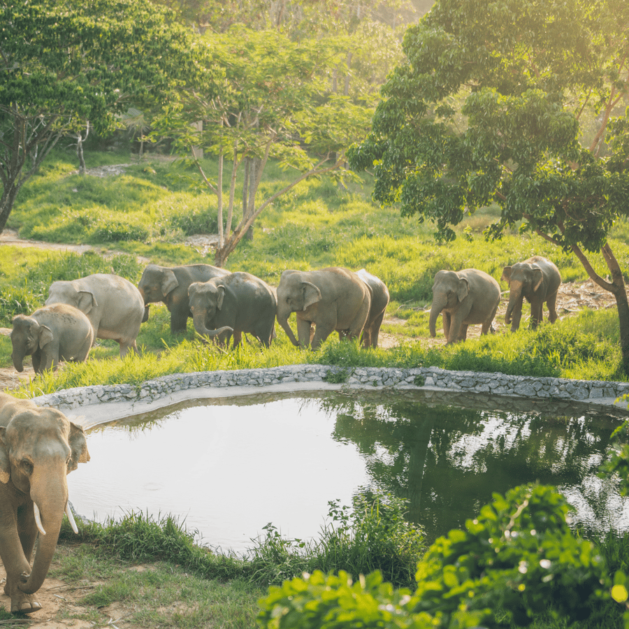 Koh Samui: Elephant Kingdom Sanctuary Half-Day Tour | GetYourGuide