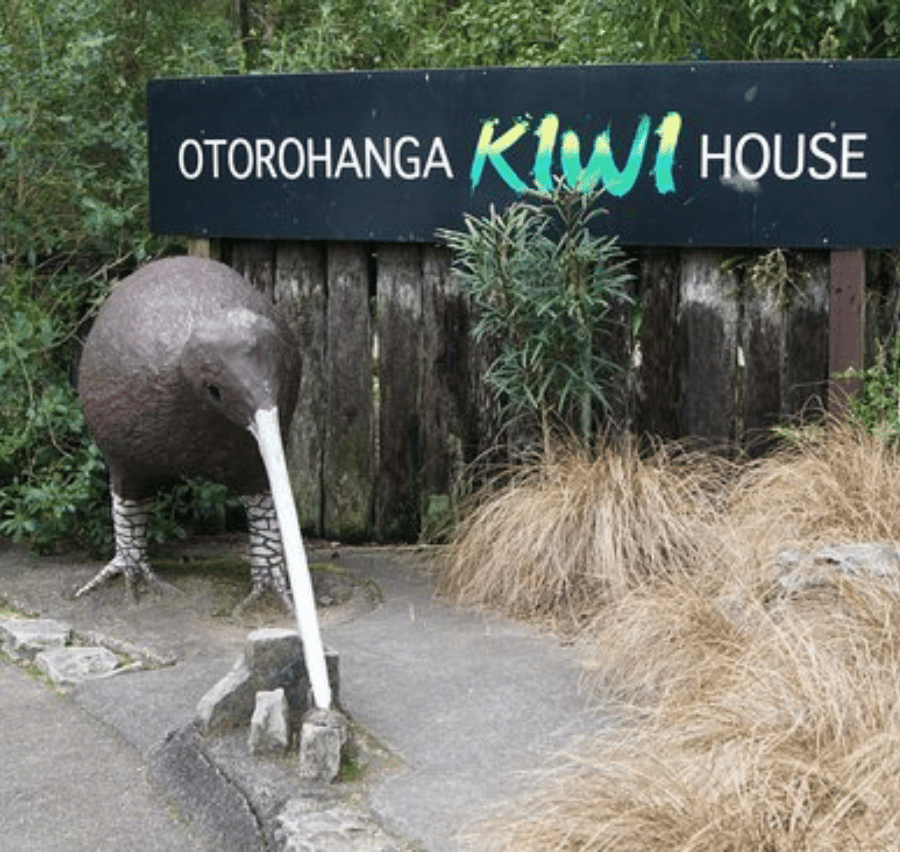 From Auckland: Waitomo Caves and Kiwi House Group Tour | GetYourGuide