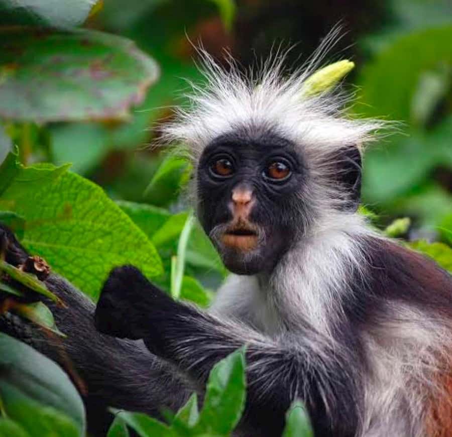 Sansibar: Jozani-Wald, Gewürzfarm, Stone Town – private Tour | GetYourGuide