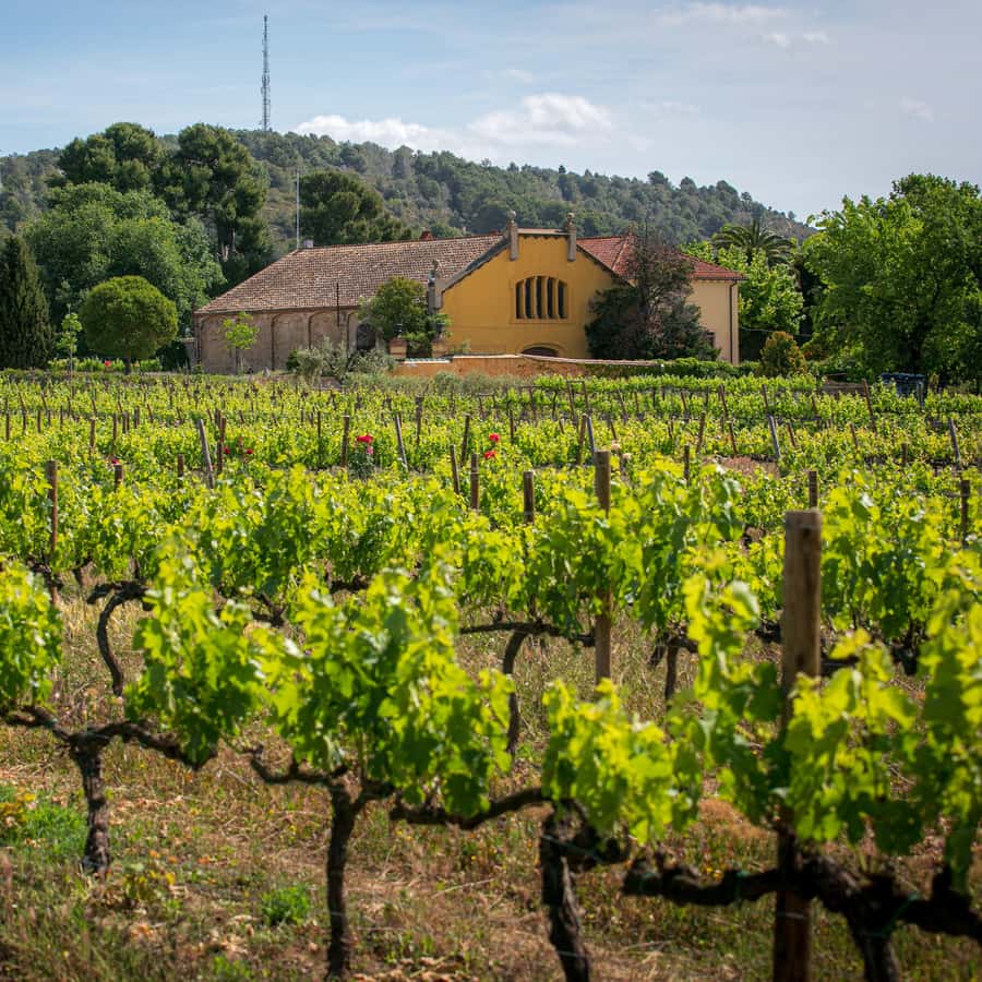 Familia Torres Winery: Tapas Slow Food & Wine Experience | GetYourGuide