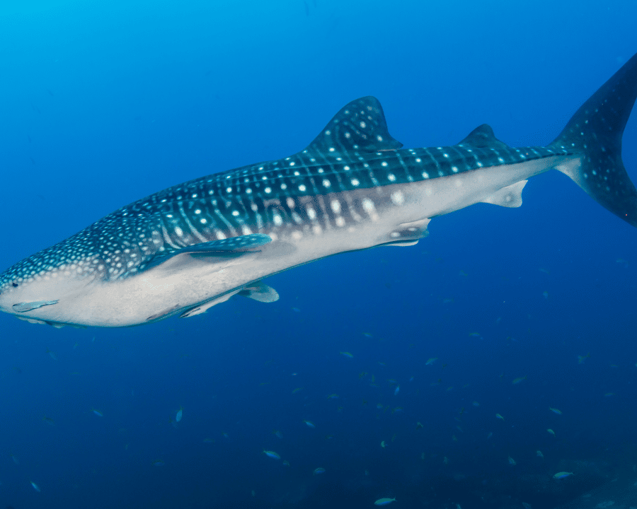 Whale Shark Interaction at Donsol Sorsogon by ZCHEDULISTA | GetYourGuide