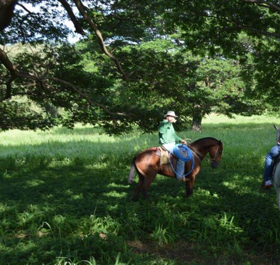 La Cruz, Guanacaste: True Horseback Ride Tropical Forest | GetYourGuide
