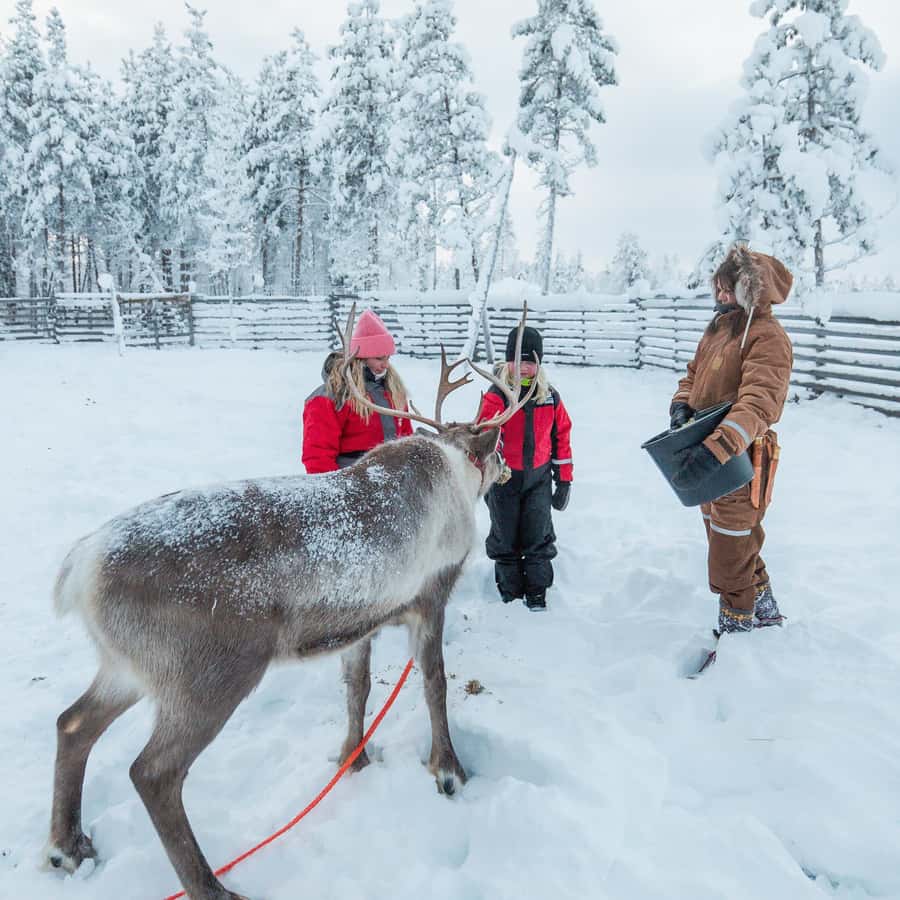 Rovaniemi: 2km Reindeer Sled Ride Through the Forest | GetYourGuide