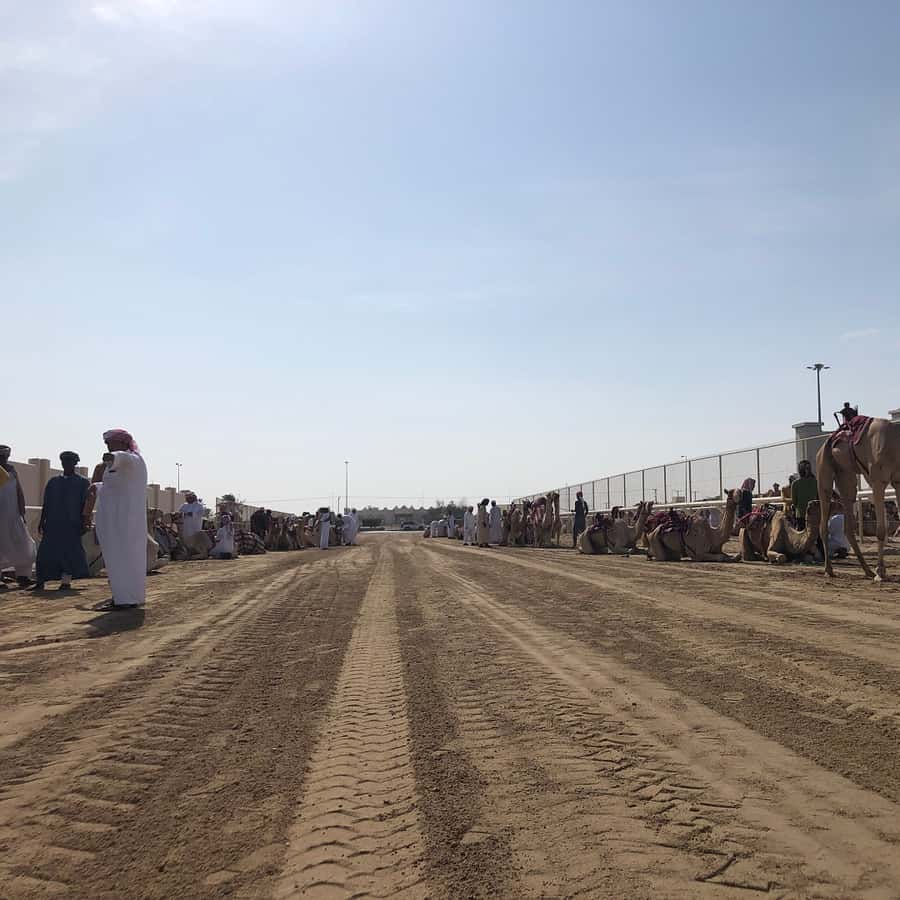 Doha Camel Racing Track: Oryx Farm & Sheikh Faisal Museum. | GetYourGuide