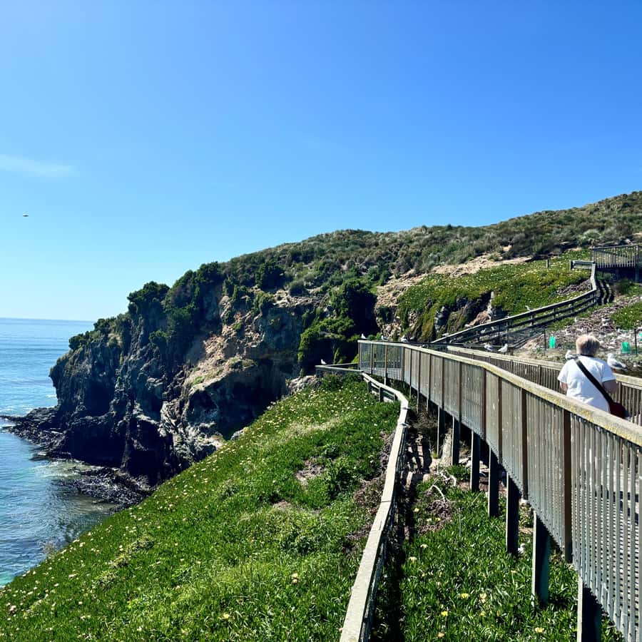 Dunedin City & Otago Peninsula Scenery Day Tour | GetYourGuide