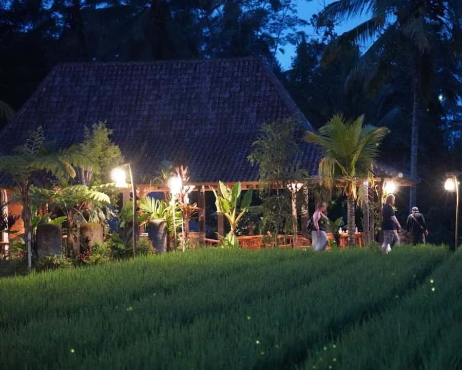 From Ubud: Evening Firefly Tour in Taro Village | GetYourGuide