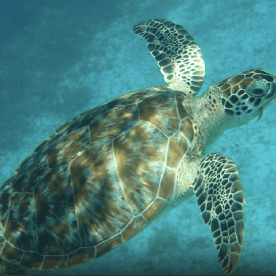 Norman Island: Sailing and Snorkelling Tour in the BVI | GetYourGuide