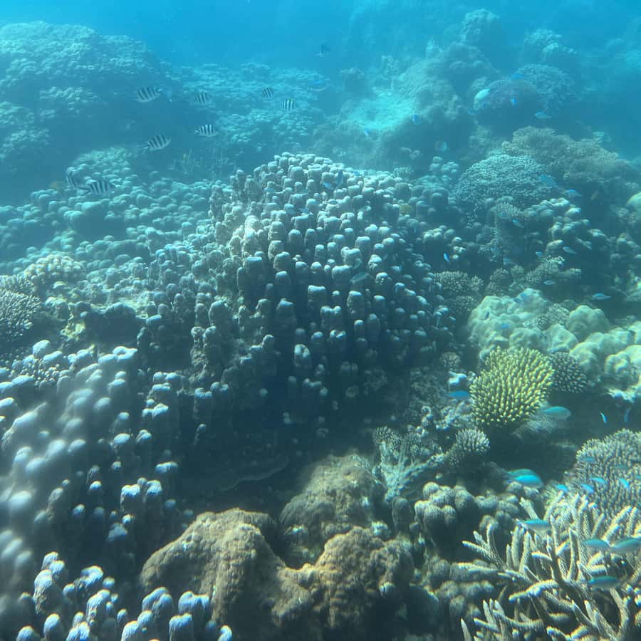 Zanzibar Classic Reef Submarine, sea experience Tour | GetYourGuide