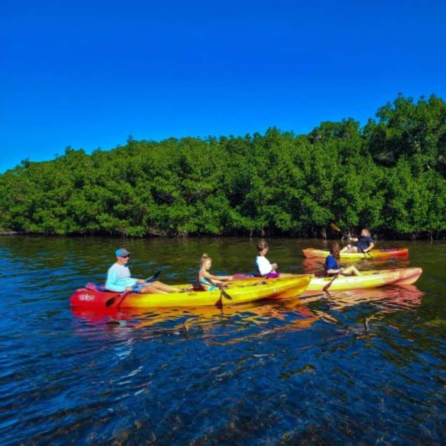 Siesta Key: Mangrove Kayak or Paddleboard Tour | GetYourGuide