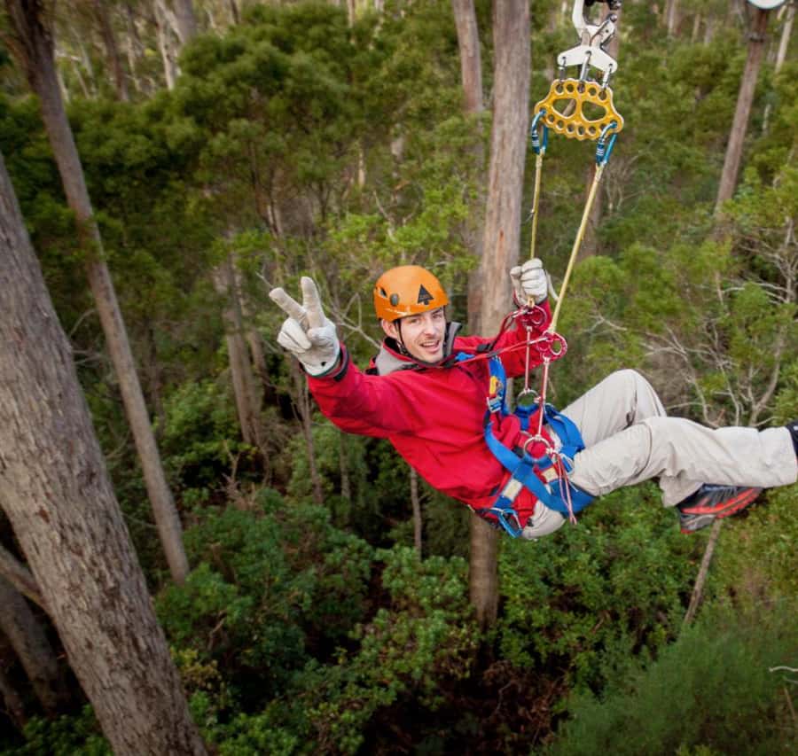 Launceston: Hollybank Forest Treetop Zip Lining with Guide | GetYourGuide