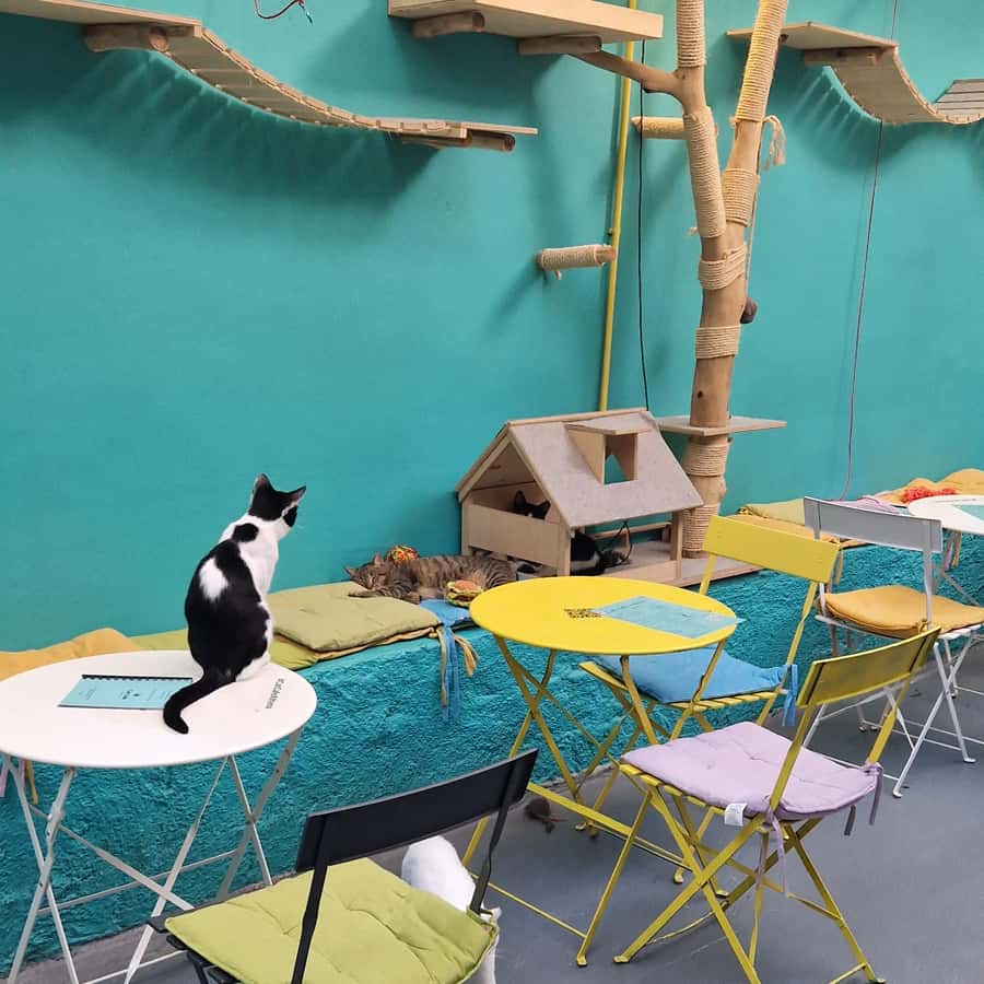 Athens: Cat Cafe Visit with Drink and Sweet | GetYourGuide