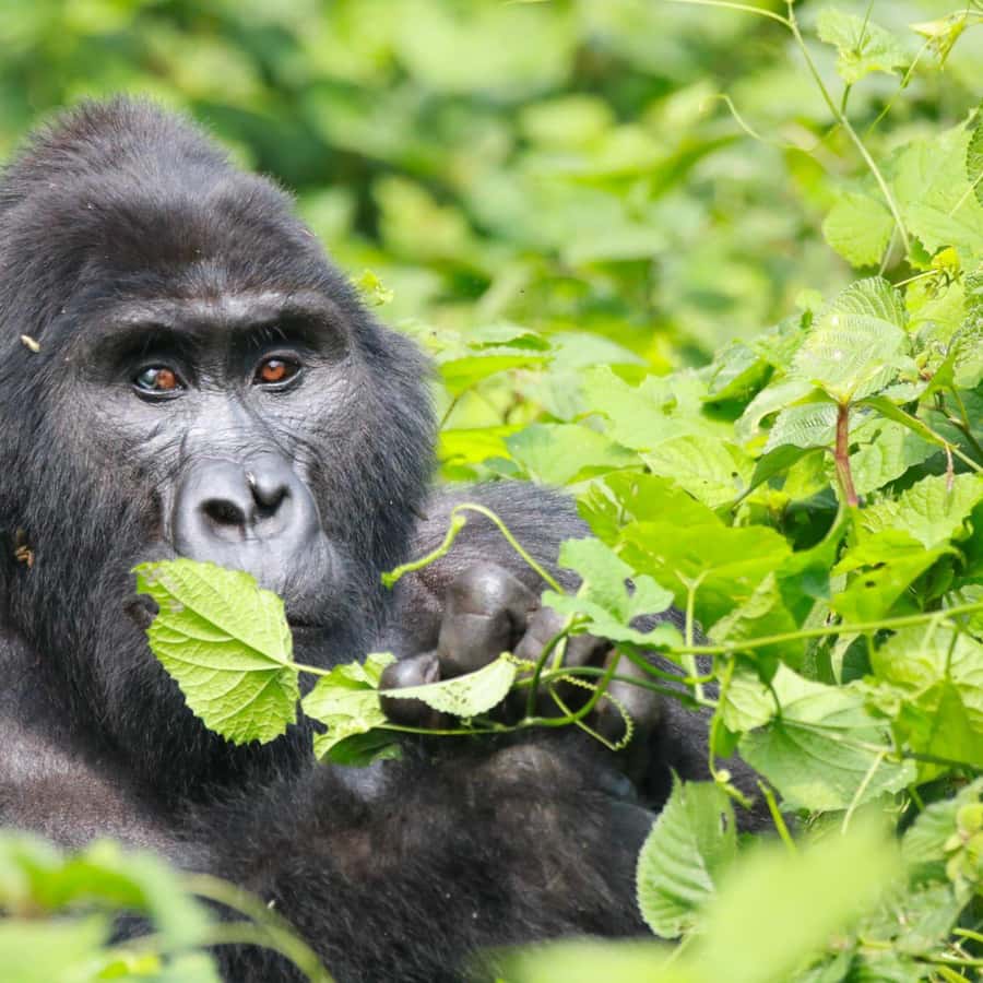 Kigali: Volcanoes National Park Gorilla Trekking Tour | GetYourGuide