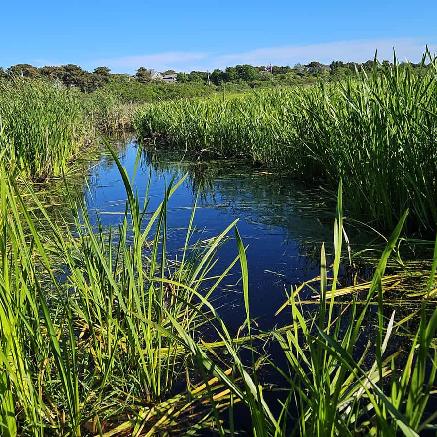 Nantucket: Historical Landmarks Sightseeing Bus Tour | GetYourGuide
