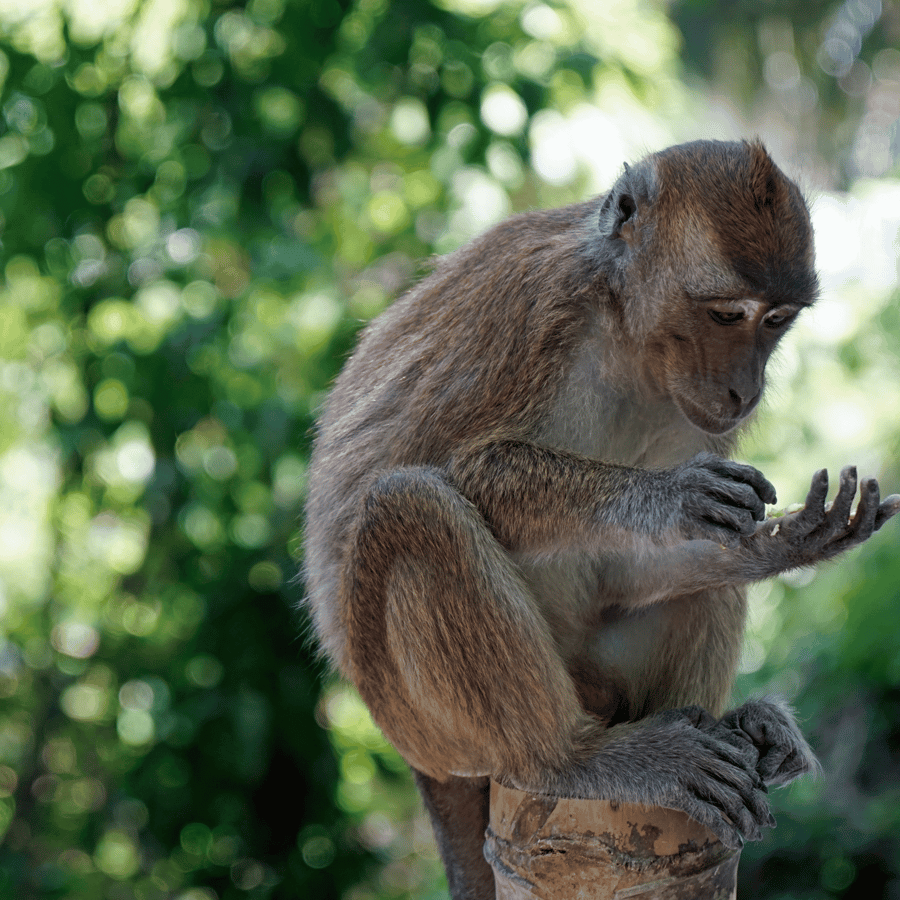 Cebu: Whale Shark, Monkey Sanctuary, & Moalboal Snorkel Tour | GetYourGuide