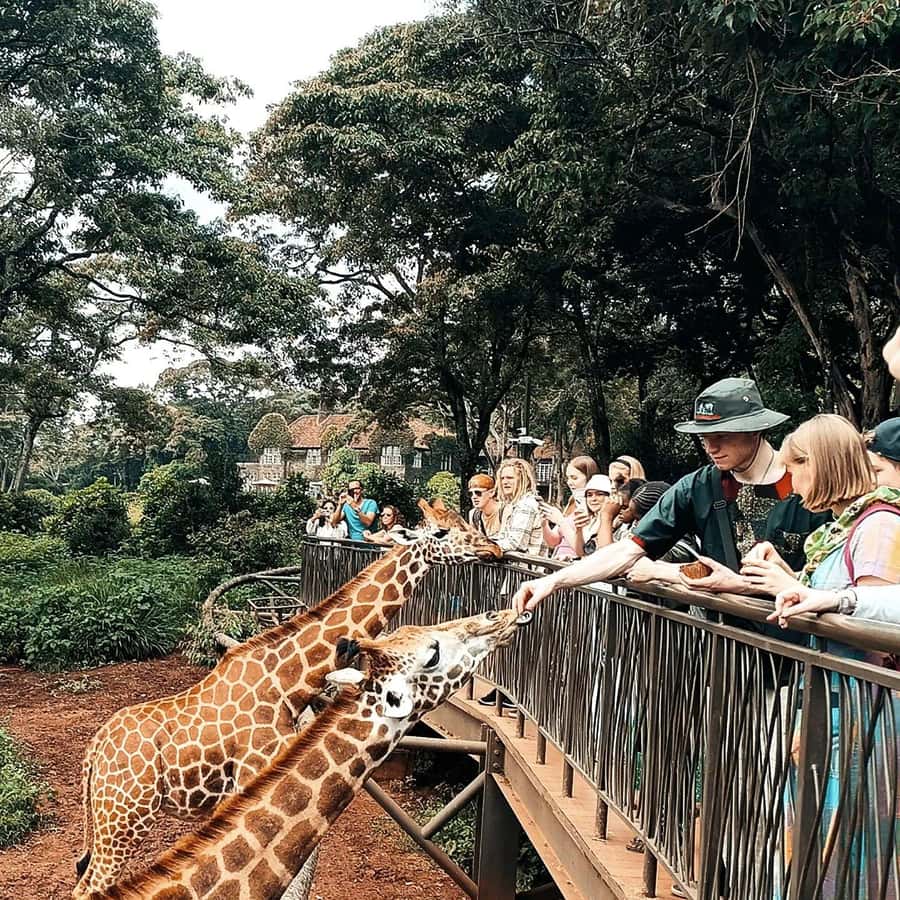 Nairobi Safari:National Park, Elephants &Giraffes GuidedTour | GetYourGuide