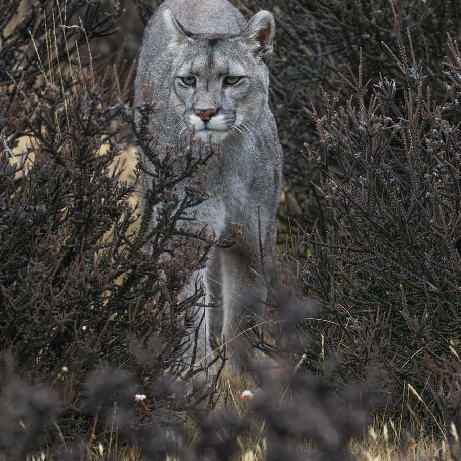 Puma Tracking (Puma spotting) - Torres del Paine | GetYourGuide