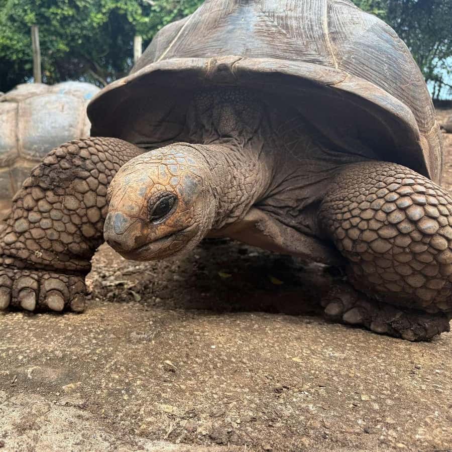 Zanzibar: Prison Island Gided Tour | GetYourGuide