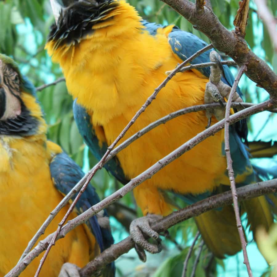 Cusco: Cochahuasi Animal Sanctuary Tour with Rescued Animals | GetYourGuide