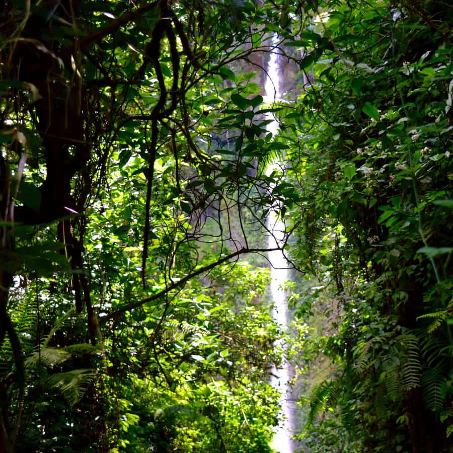 Arusha: Scenic Trek to Napuru Waterfalls | GetYourGuide