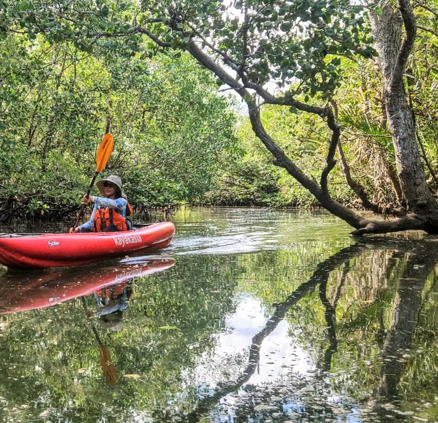 Bohol: SUSTAINABLE Mangrove Tunnels & Firefly Kayaking trail | GetYourGuide