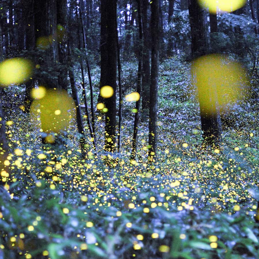 From Ubud: Evening Firefly Tour in Taro Village | GetYourGuide