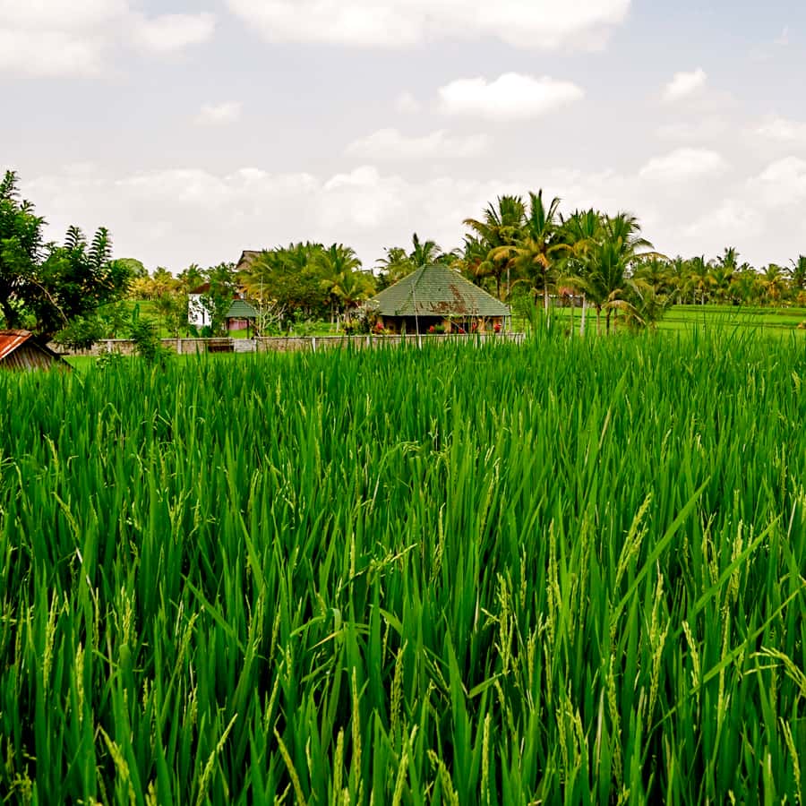 From Ubud: Evening Firefly Tour in Taro Village | GetYourGuide