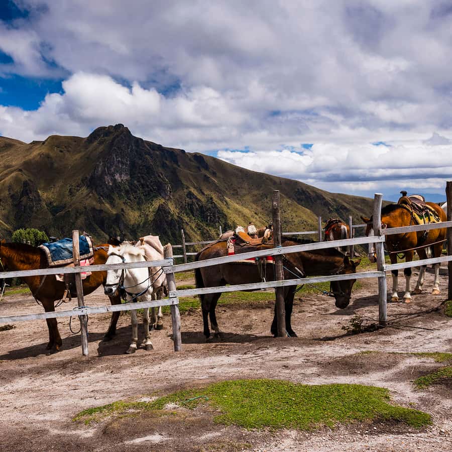 Quito Tour, Teleferico & Pichincha Volcano Horseback Ride | GetYourGuide
