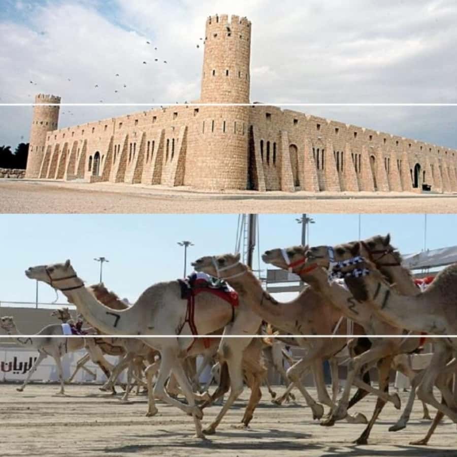 Doha Camel Racing Track: Oryx Farm & Sheikh Faisal Museum. | GetYourGuide