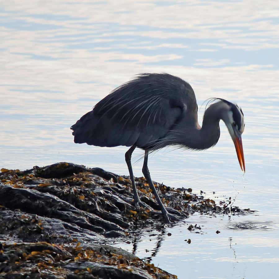Ketchikan: Totem Pole, Wildlife & City Trolley Tour | GetYourGuide
