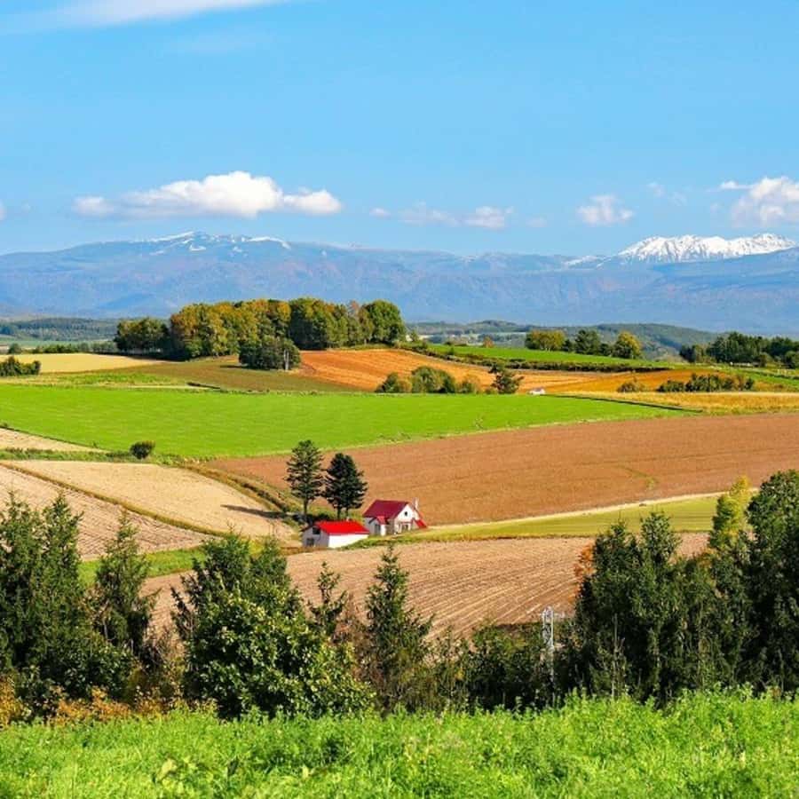 Hokkaido Golden Autumn: Furano & Biei Blue Pond from Sapporo | GetYourGuide