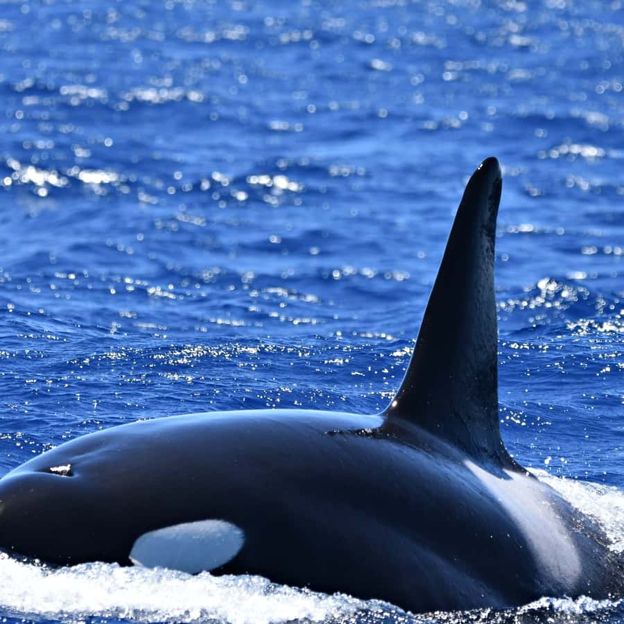 Bremer Canyon Orca Experience from Bremer Bay | GetYourGuide