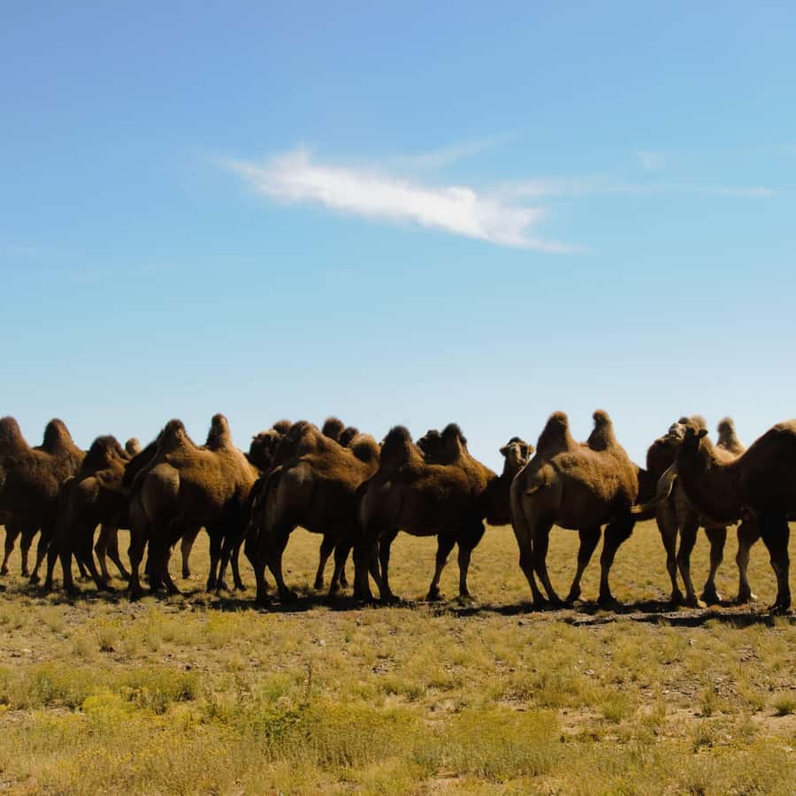 Ulaanbaatar: Semi-Gobi Desert Day Trip & Camel Ride | GetYourGuide