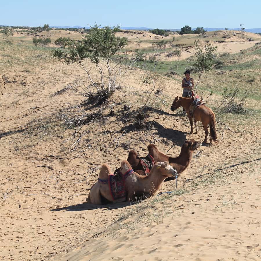 Ulaanbaatar: Semi-Gobi Desert Day Trip & Camel Ride | GetYourGuide