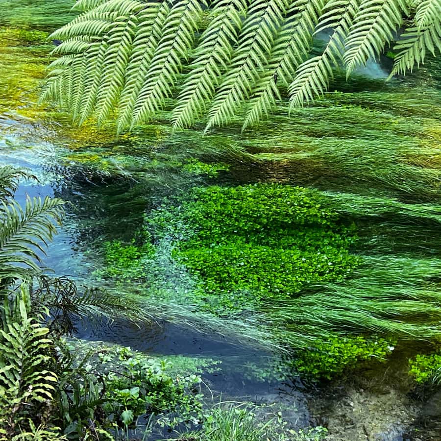 Parc TE PUIA, REDWOODS et BLUE SPRINGS - Excursion d'une journée au ...