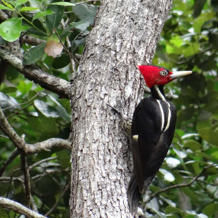 Liberia: Rincón de la Vieja Bird-Watching Tour | GetYourGuide