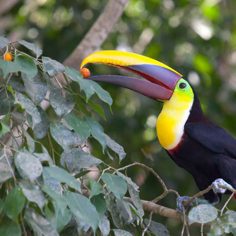 Liberia: Rincón de la Vieja Bird-Watching Tour | GetYourGuide