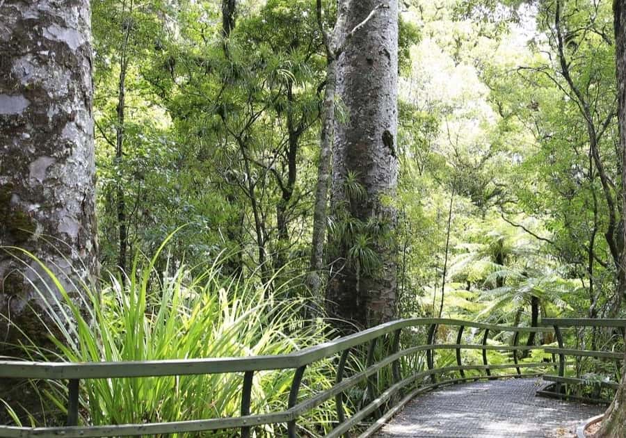 Waitangi: Kawiti Glow Worm Cave & Opua Kauri Forest Walk | GetYourGuide
