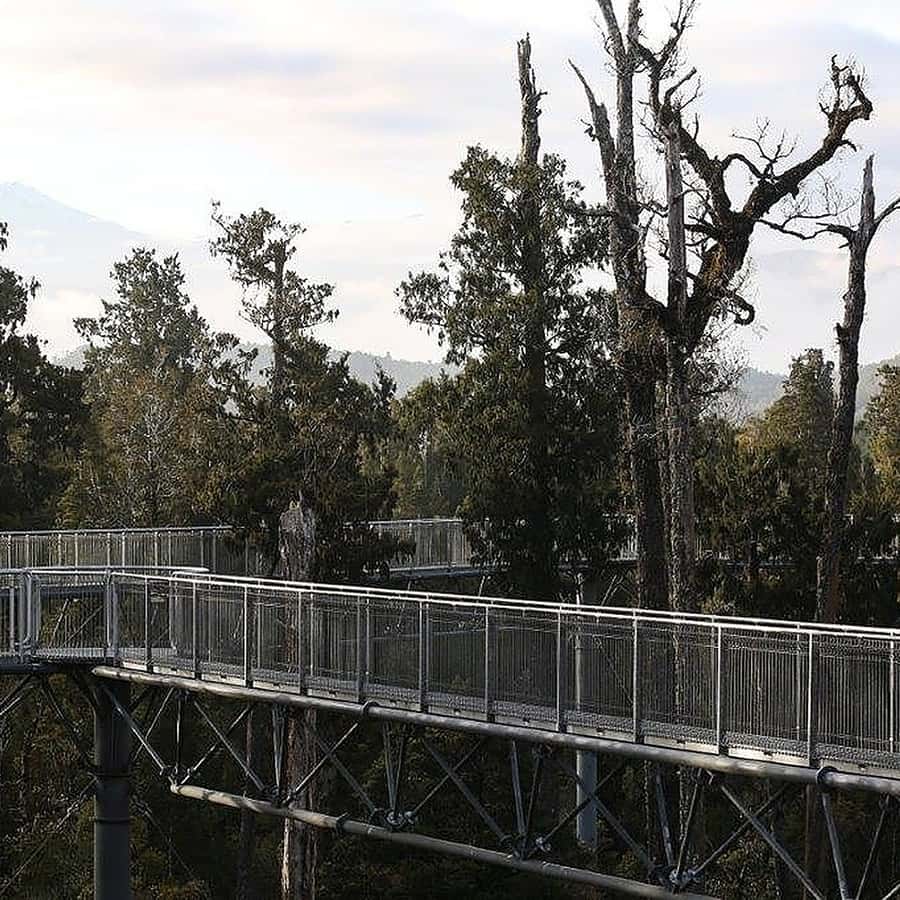 Hokitika: West Coast Treetop Walkway Entrance Ticket | GetYourGuide