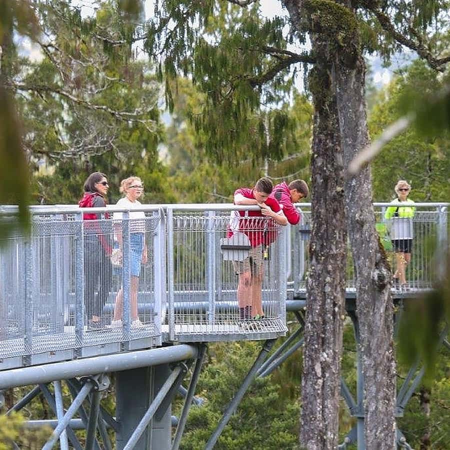 Hokitika: West Coast Treetop Walkway Entrance Ticket | GetYourGuide