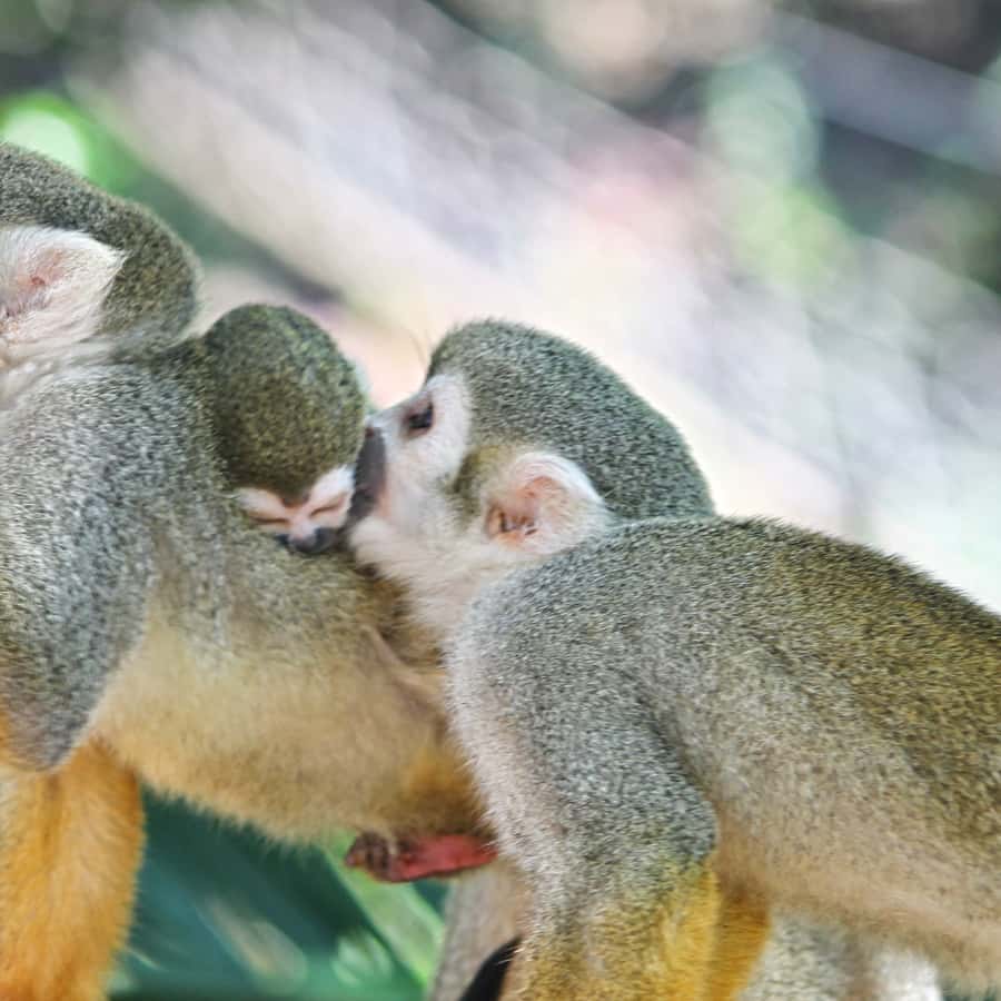 Puerto Plata: Monkeyland and Zip-Line Adventure | GetYourGuide