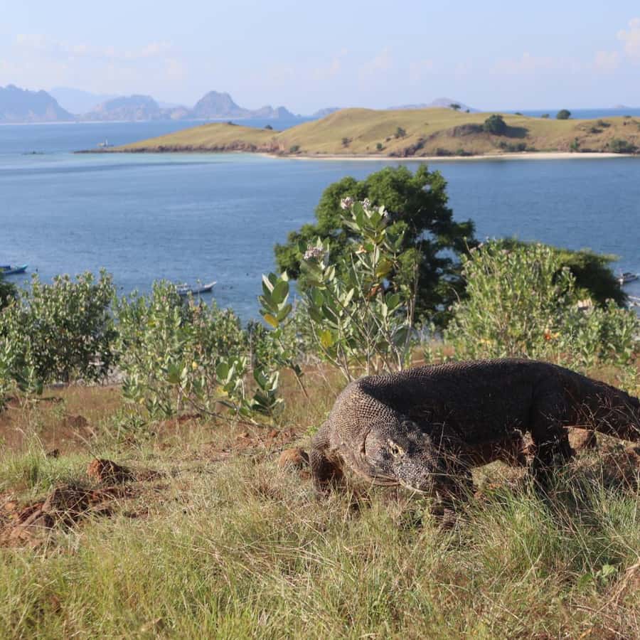 Labuan Bajo: One Day Tour to Explore Komodo National Park | GetYourGuide