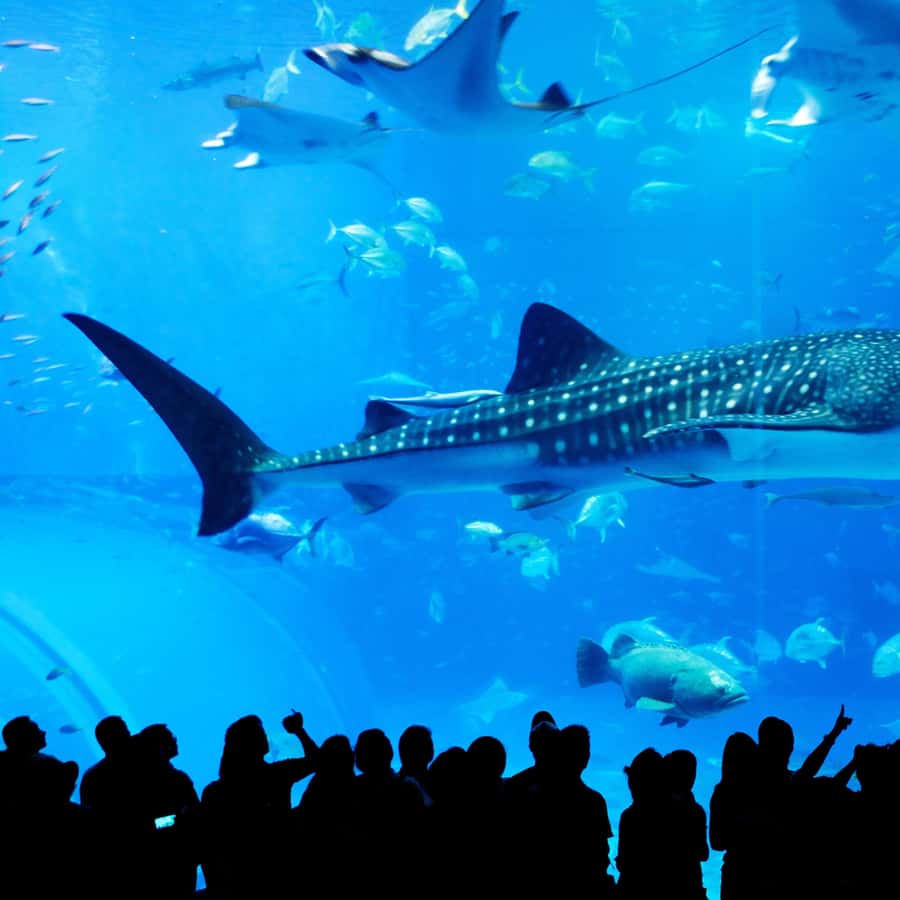 Naha: North Okinawa Sightseeing Tour & Churaumi Aquarium | GetYourGuide