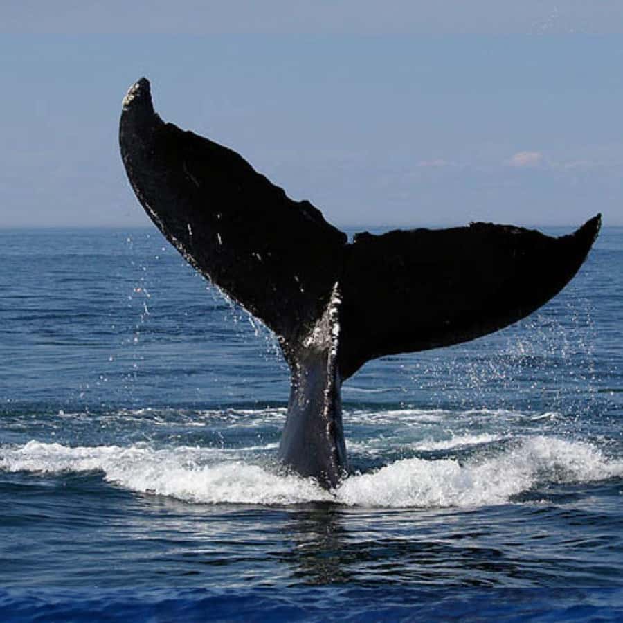 Le Cap : visite privée sur la route des baleines | GetYourGuide