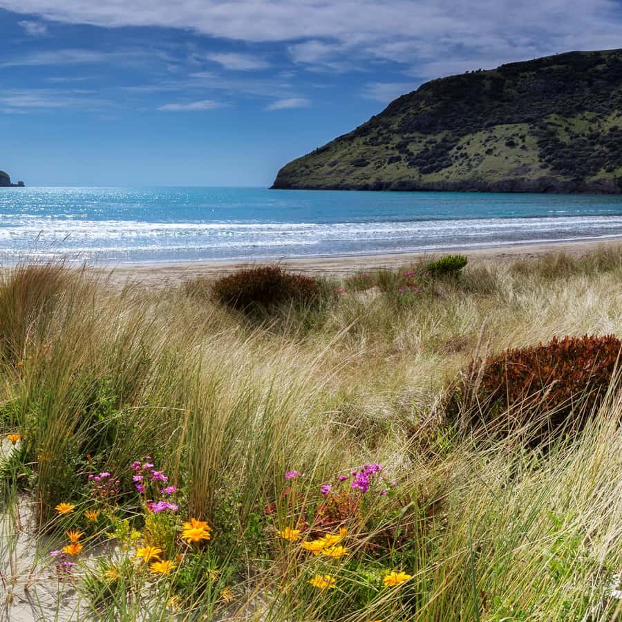 Akaroa: Lonely Beach Trail by E-Scooter. selfguided day out | GetYourGuide