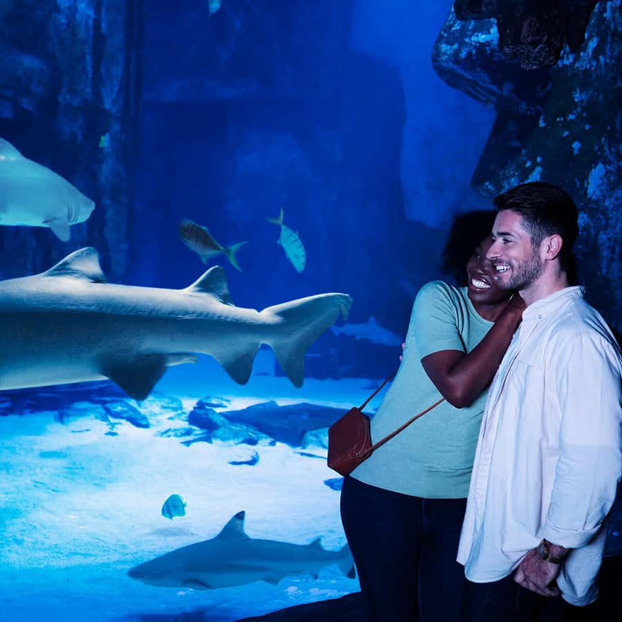 Grapevine: SEA LIFE Grapevine Aquarium General Admission | GetYourGuide