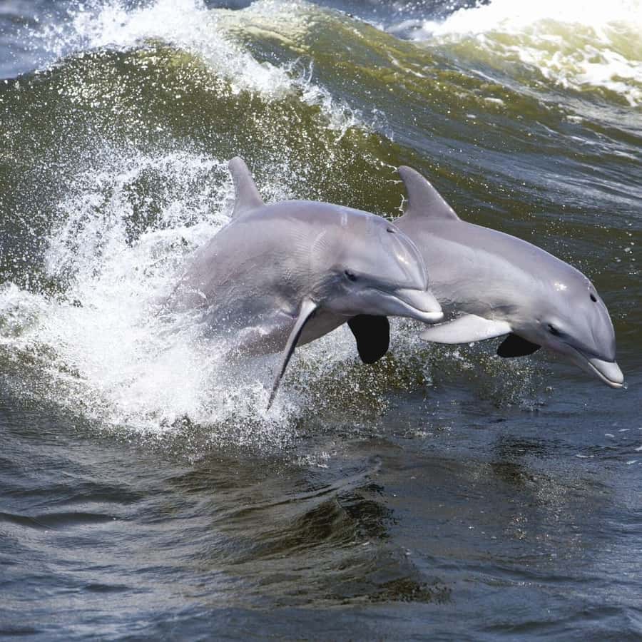 Hilton Head Island: Sunset Dolphin Cruise | GetYourGuide