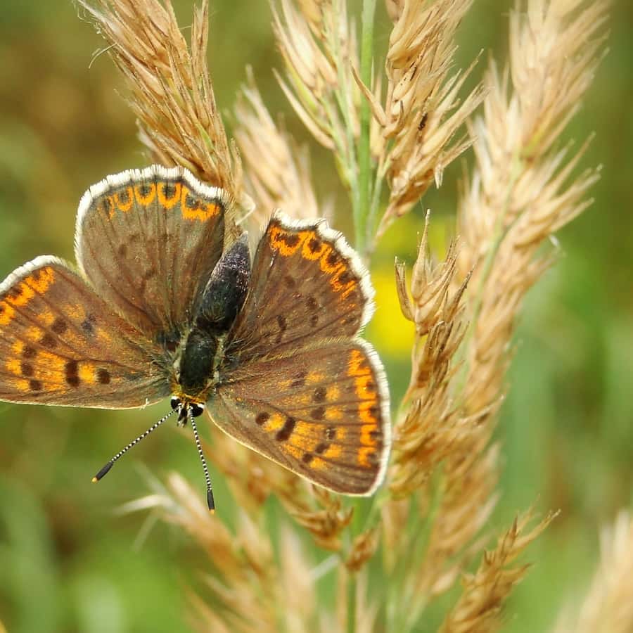 Rhodes: Butterfly Valley and Mini Cruise to Chalki Island | GetYourGuide
