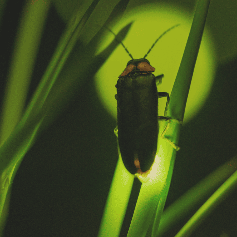 From Ubud: Evening Firefly Tour in Taro Village | GetYourGuide