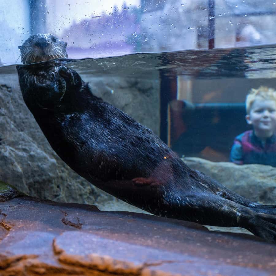 Birmingham: National Sea Life Centre Entrance Ticket | GetYourGuide